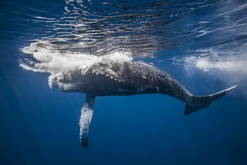 Marine Mamfals Gaby Barayuya'nın çarpıcı fotoğrafları (Gaby Barathieu) 11951_7