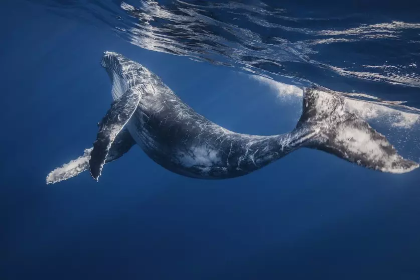 Marine Mamfals Gaby Barayuya'nın çarpıcı fotoğrafları (Gaby Barathieu) 11951_8