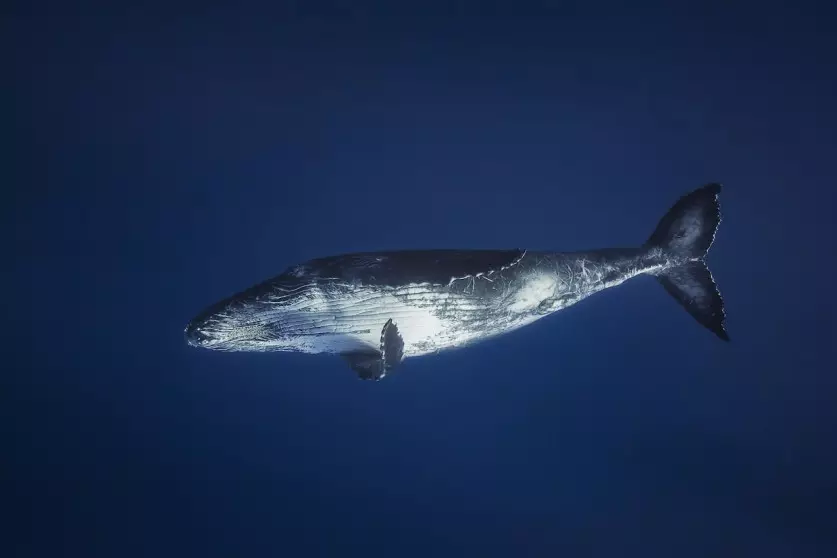 Marine Mamfals Gaby Barayuya'nın çarpıcı fotoğrafları (Gaby Barathieu) 11951_9