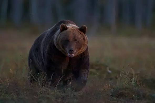 Ҷаҳони ҳайвоноти Скандинавия Роҷер БрендГаген (Роҷер Брендҳаген) 11957_12