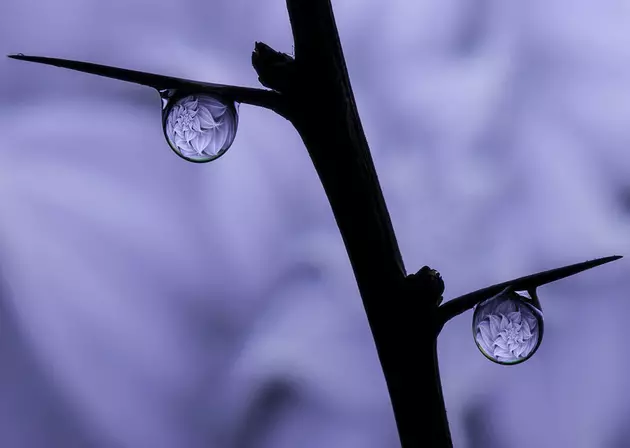 Paz en una gota de agua ... Parcelas encantadoras Dave Wood (Dave Wood) 11990_3