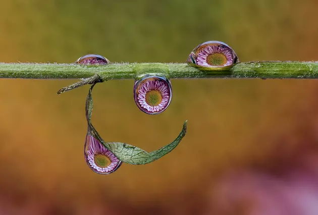 Paz en una gota de agua ... Parcelas encantadoras Dave Wood (Dave Wood) 11990_7