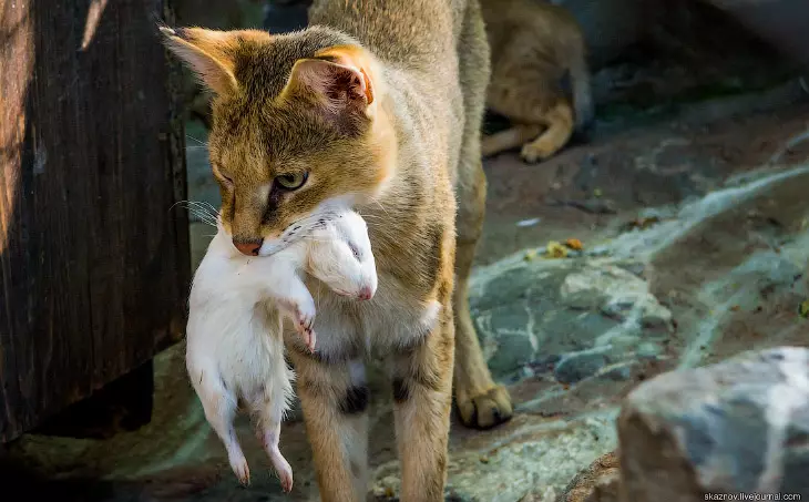 Yi tafiya ta hanyar Belgrade Zoo ... Hotunan Stanislav Casnova 12036_1