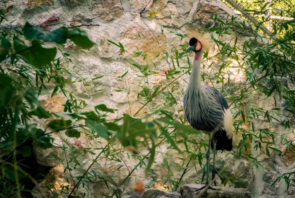 Yi tafiya ta hanyar Belgrade Zoo ... Hotunan Stanislav Casnova 12036_10