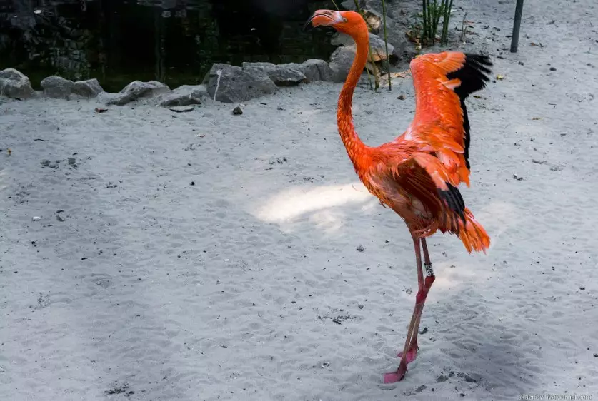 Paglakaw sa Belgrade Zoo ... Mga Litrato sa Stanislav Casnova 12036_11