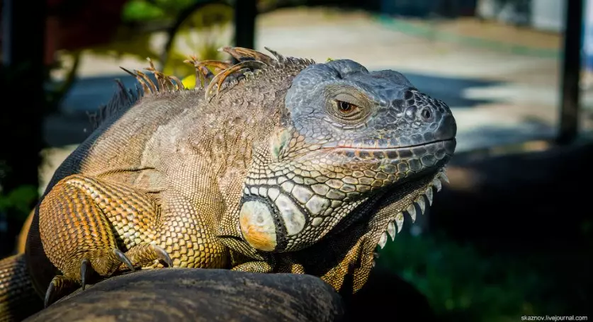 Procházka přes belgrade zoo ... Fotografie Stanislava Casnova 12036_13