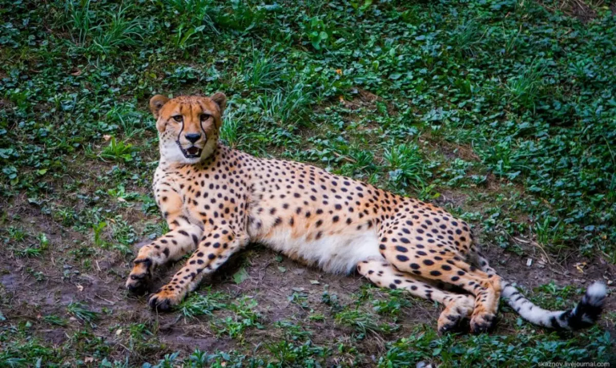 Yi tafiya ta hanyar Belgrade Zoo ... Hotunan Stanislav Casnova 12036_16