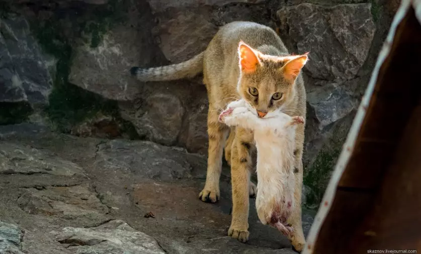 Yi tafiya ta hanyar Belgrade Zoo ... Hotunan Stanislav Casnova 12036_17