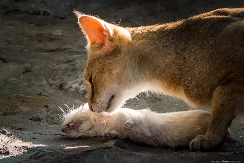 Gå igenom Belgrad Zoo ... Bilder av Stanislav Casnova 12036_18