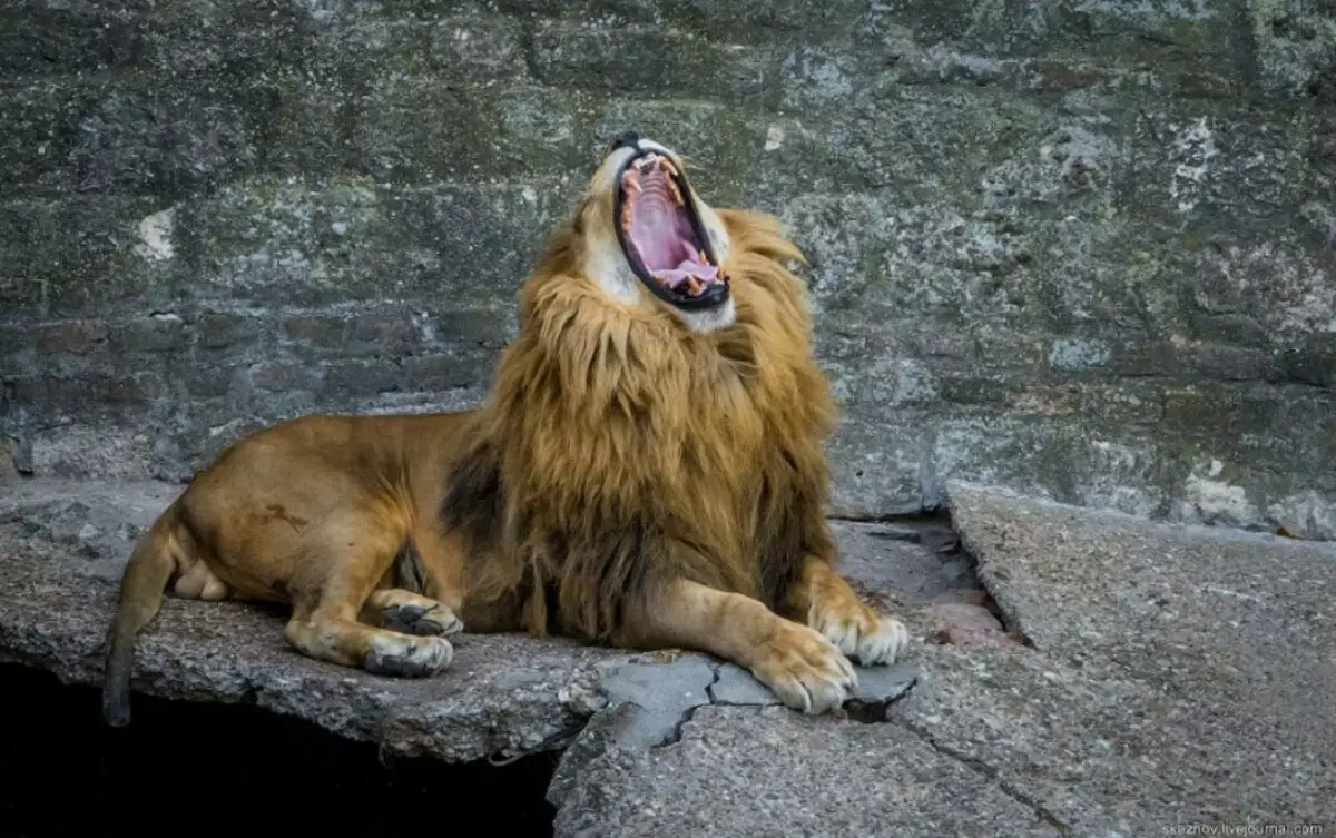 Yi tafiya ta hanyar Belgrade Zoo ... Hotunan Stanislav Casnova 12036_20