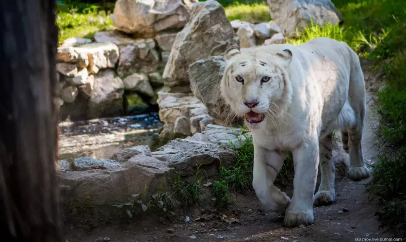 Paglakaw sa Belgrade Zoo ... Mga Litrato sa Stanislav Casnova 12036_5