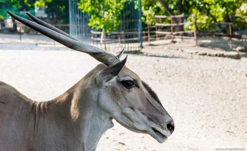 Procházka přes belgrade zoo ... Fotografie Stanislava Casnova 12036_6