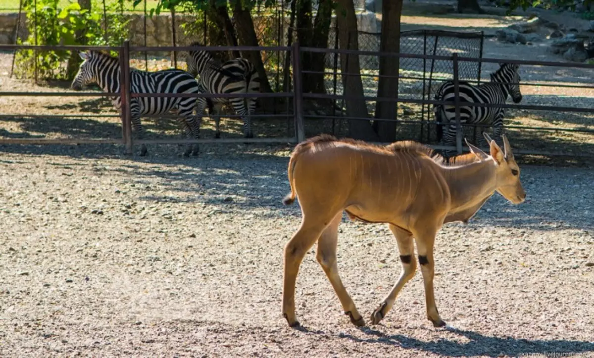 Gå igenom Belgrad Zoo ... Bilder av Stanislav Casnova 12036_7