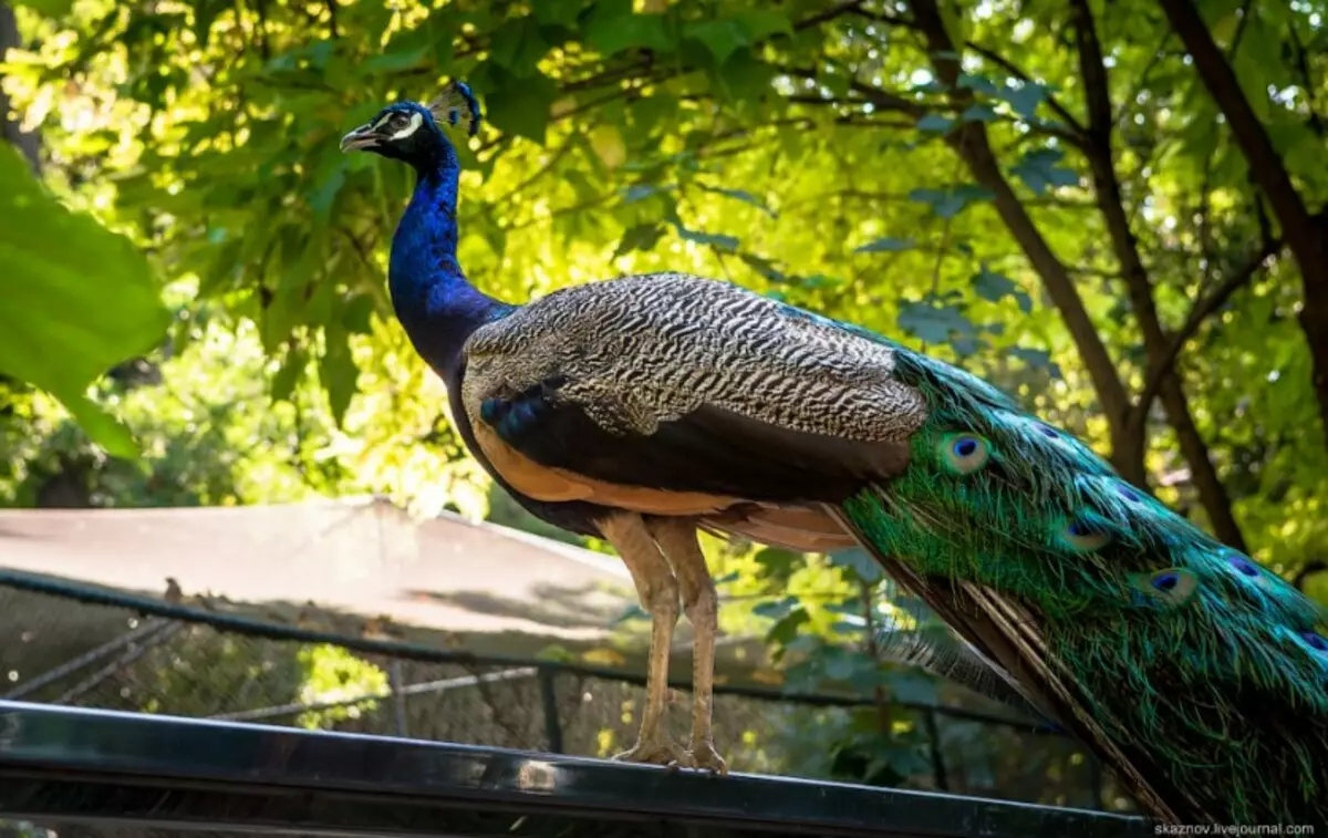 Yi tafiya ta hanyar Belgrade Zoo ... Hotunan Stanislav Casnova 12036_9