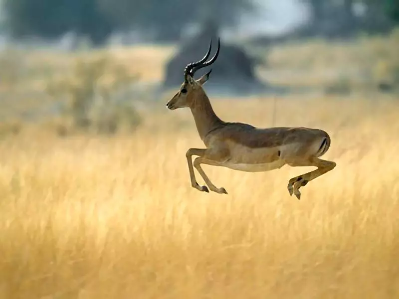 ಒಂದು ಜಂಪ್ನಲ್ಲಿ ಫೋಟೋ ಪ್ರಾಣಿಗಳು