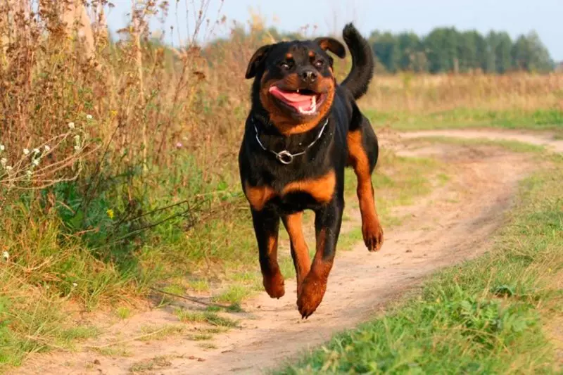 Foto Déieren an engem Sprong