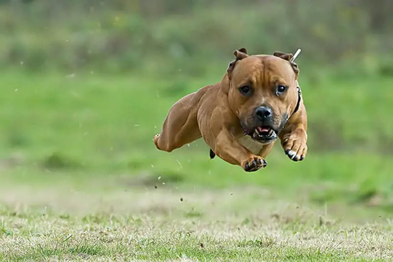 Foto Déieren an engem Sprong