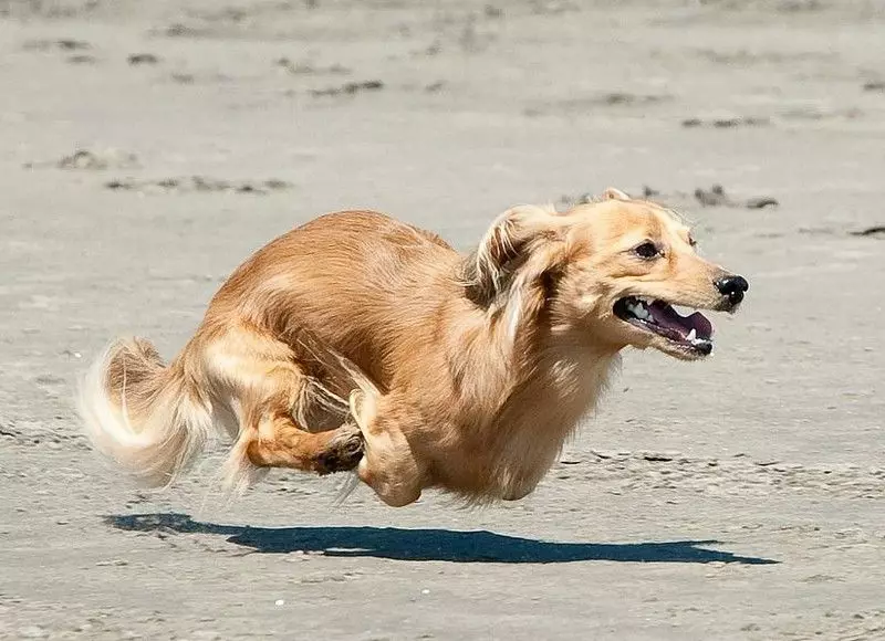 Foto Déieren an engem Sprong