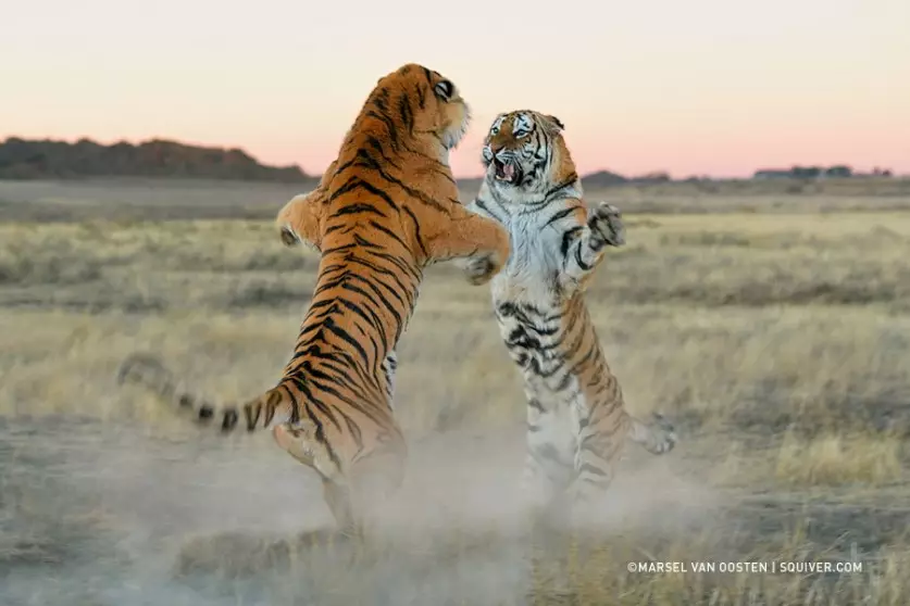 One of the most fascinating photocolties !!! Tiger 12134_1