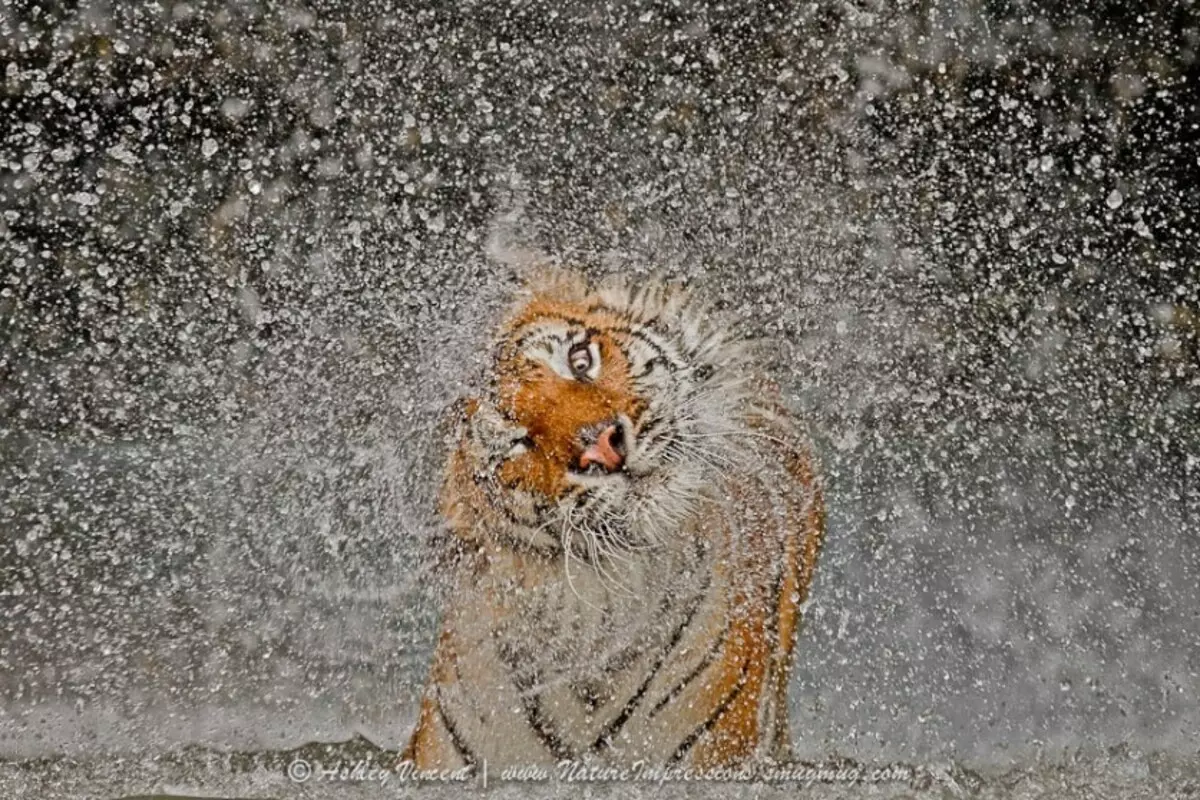 One of the most fascinating photocolties !!! Tiger 12134_12