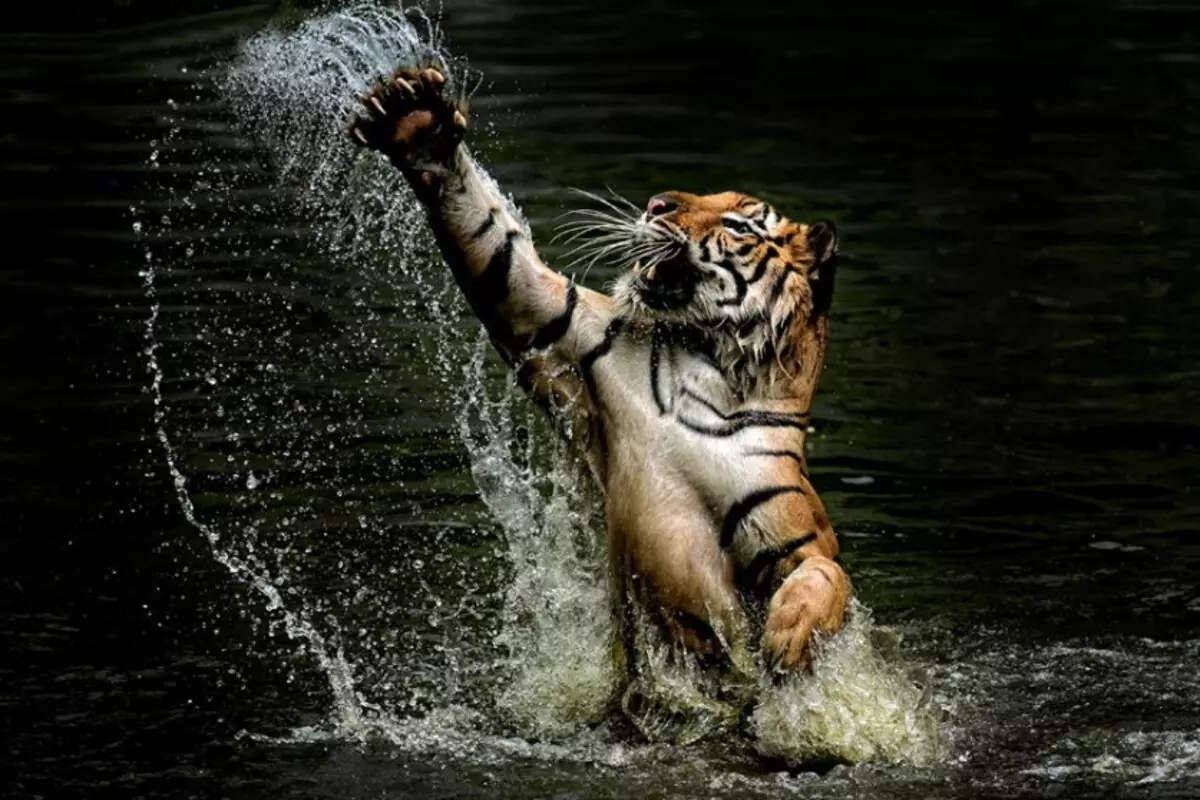 One of the most fascinating photocolties !!! Tiger 12134_13