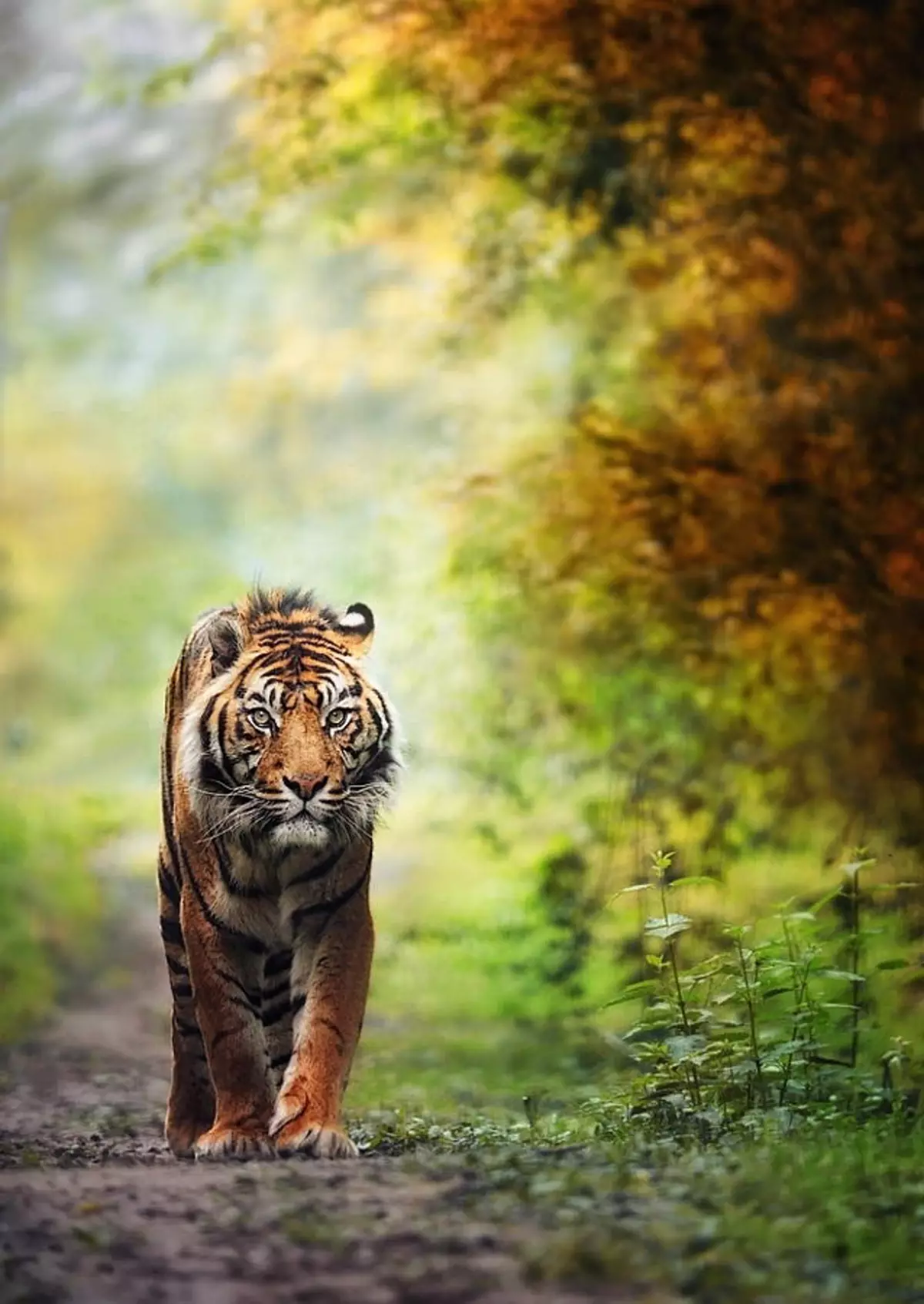 One of the most fascinating photocolties !!! Tiger 12134_14