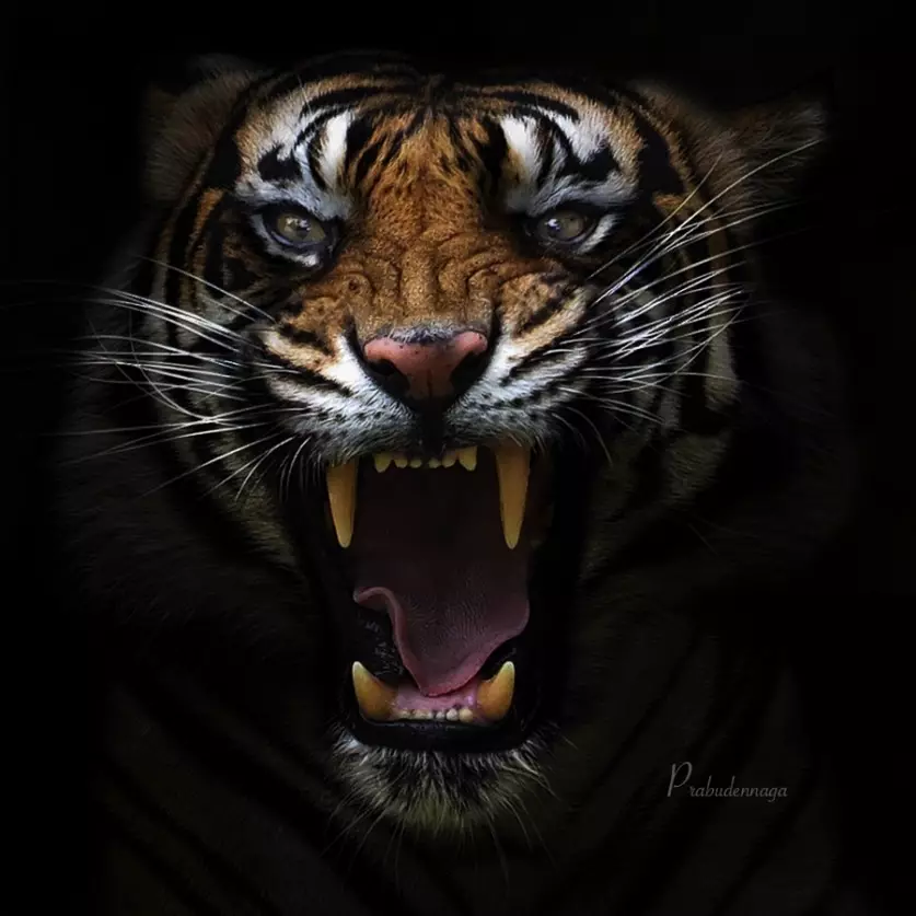 One of the most fascinating photocolties !!! Tiger 12134_18