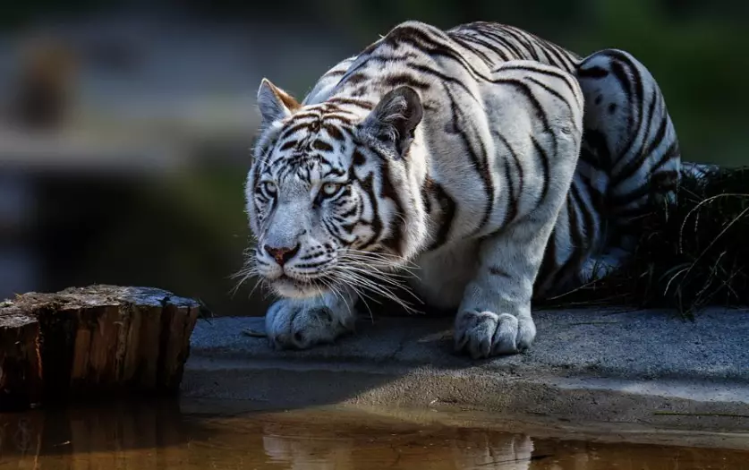 One of the most fascinating photocolties !!! Tiger 12134_19