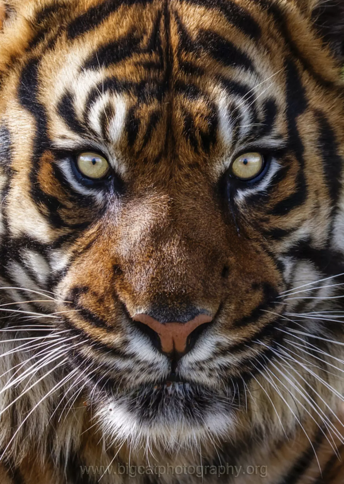 Tigers - Wild Animal Magnetism in 30 Stunning Photos 21