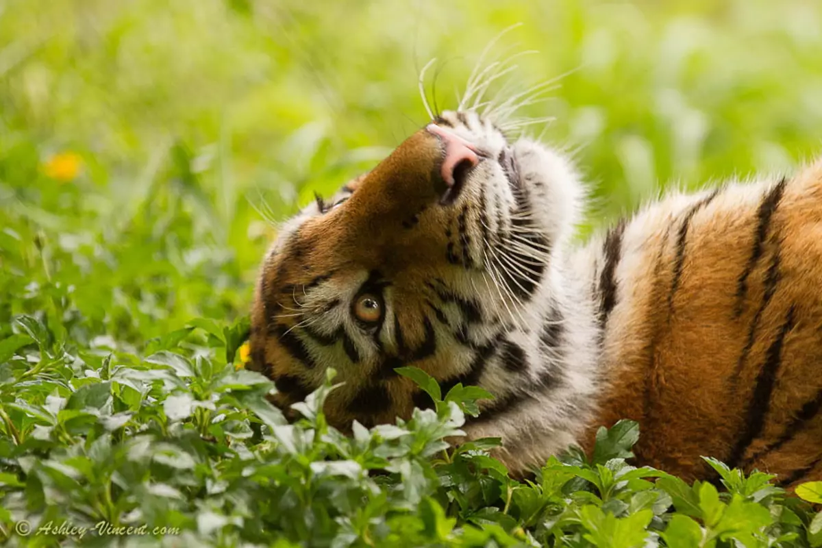 Tigers - Wild Animal Magnetism in 30 Stunning Photos 22