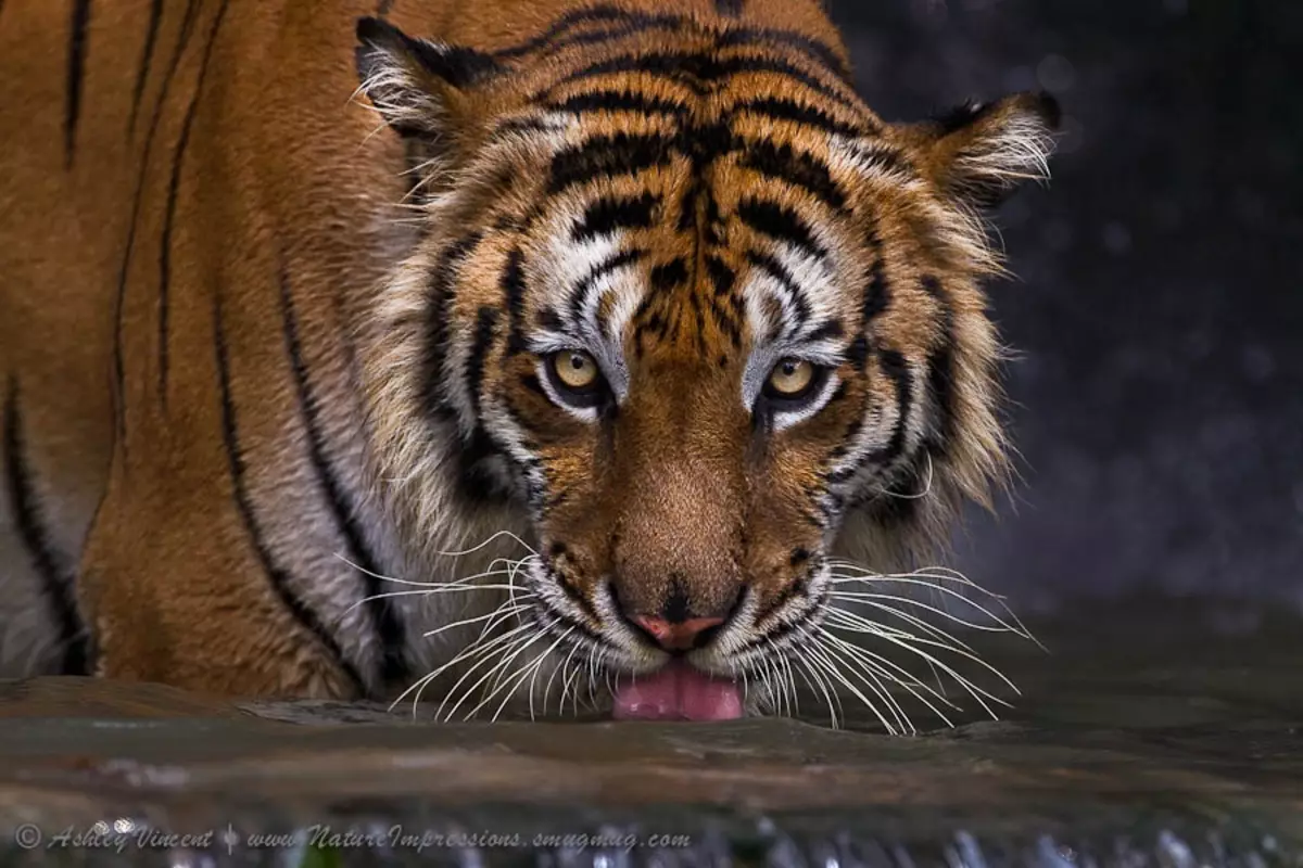 Tigers - sovaj mayetis bèt nan 30 foto sansasyonèl 23