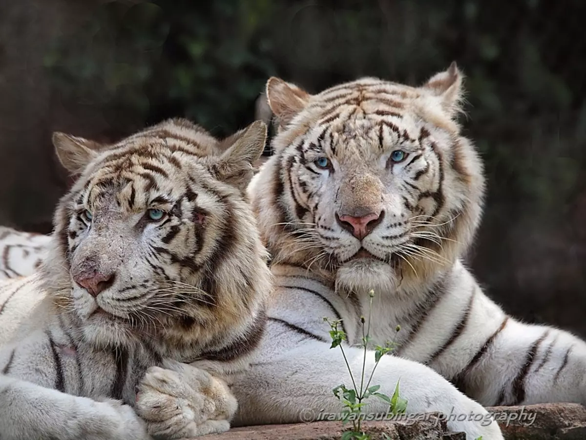 Tigers - sovaj mayetis bèt nan 30 foto sansasyonèl 24