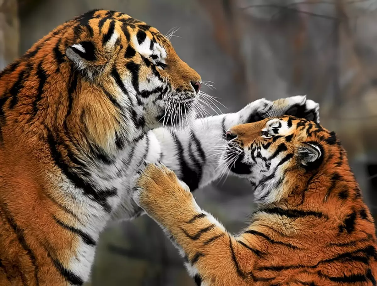 Tigers - sovaj mayetis bèt nan 30 foto sansasyonèl 25