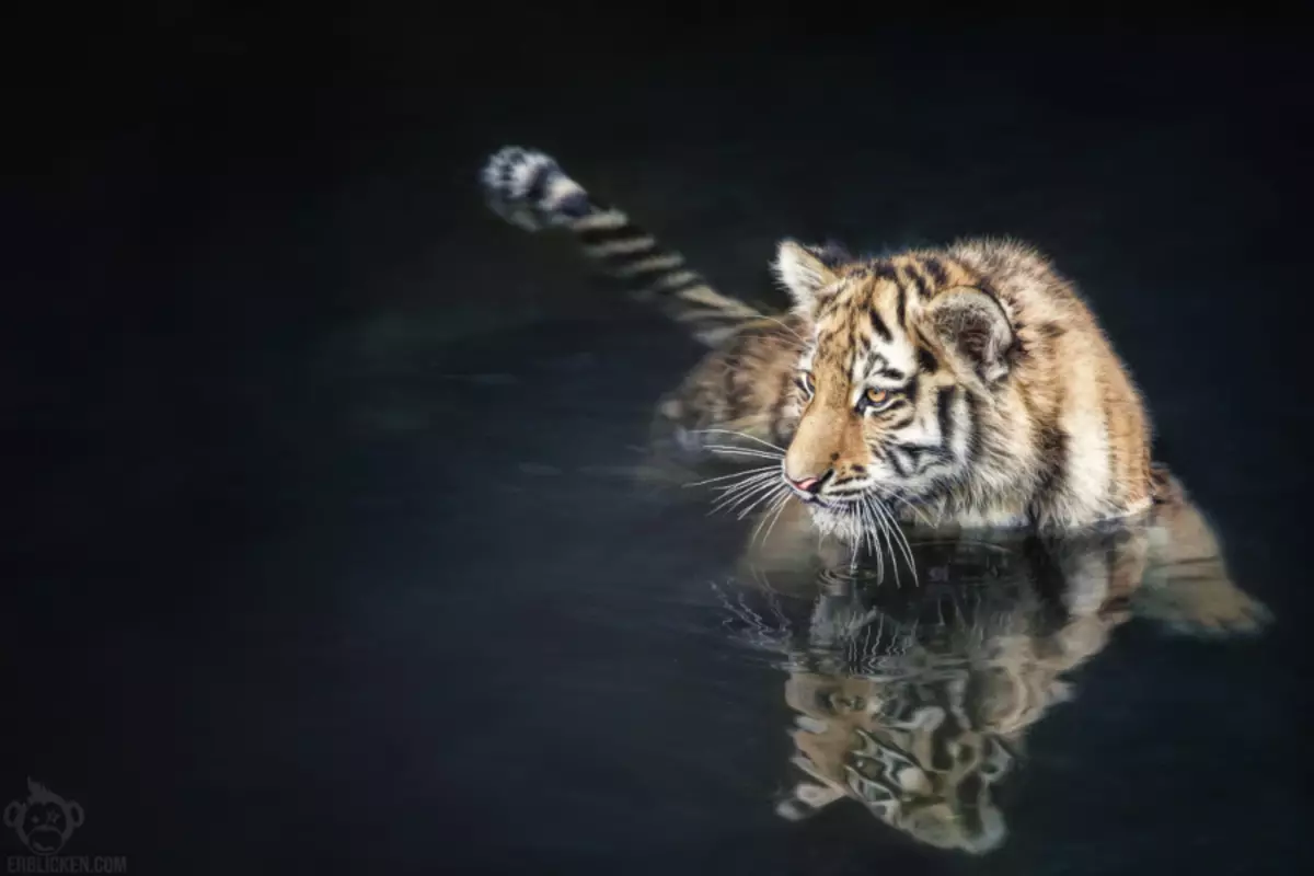 Tigers - Wild Animal Magnetism in 30 Stunning Photos 26