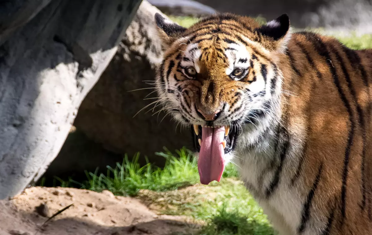 Tigers - Wild Animal Magnetism in 30 Stunning Photos 27