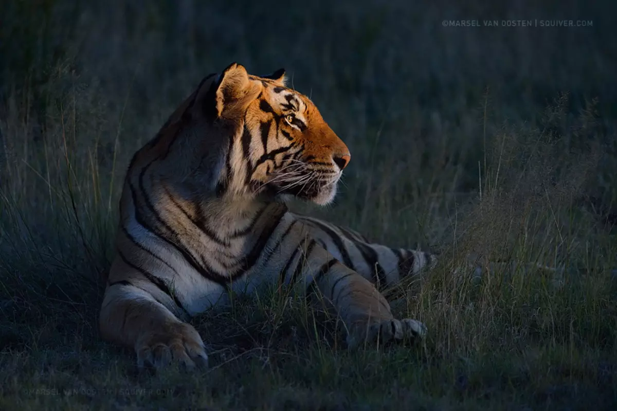 Tigers - Wild Animal Magnetism in 30 Stunning Photos 28