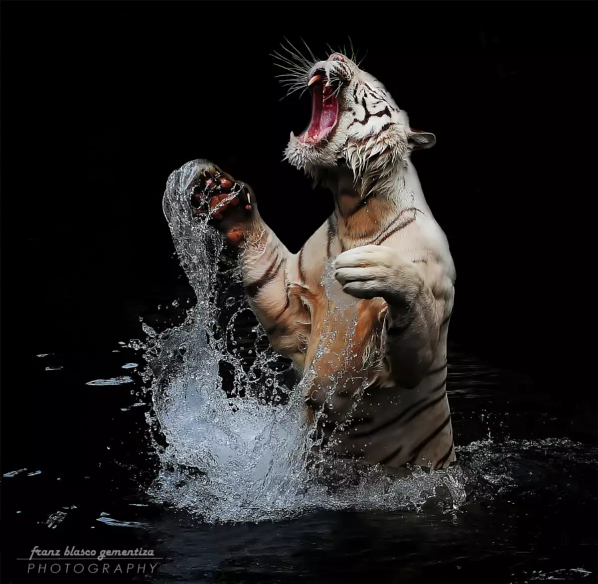 Tigers - Wild Animal Magnetism in 30 Stunning Photos 29