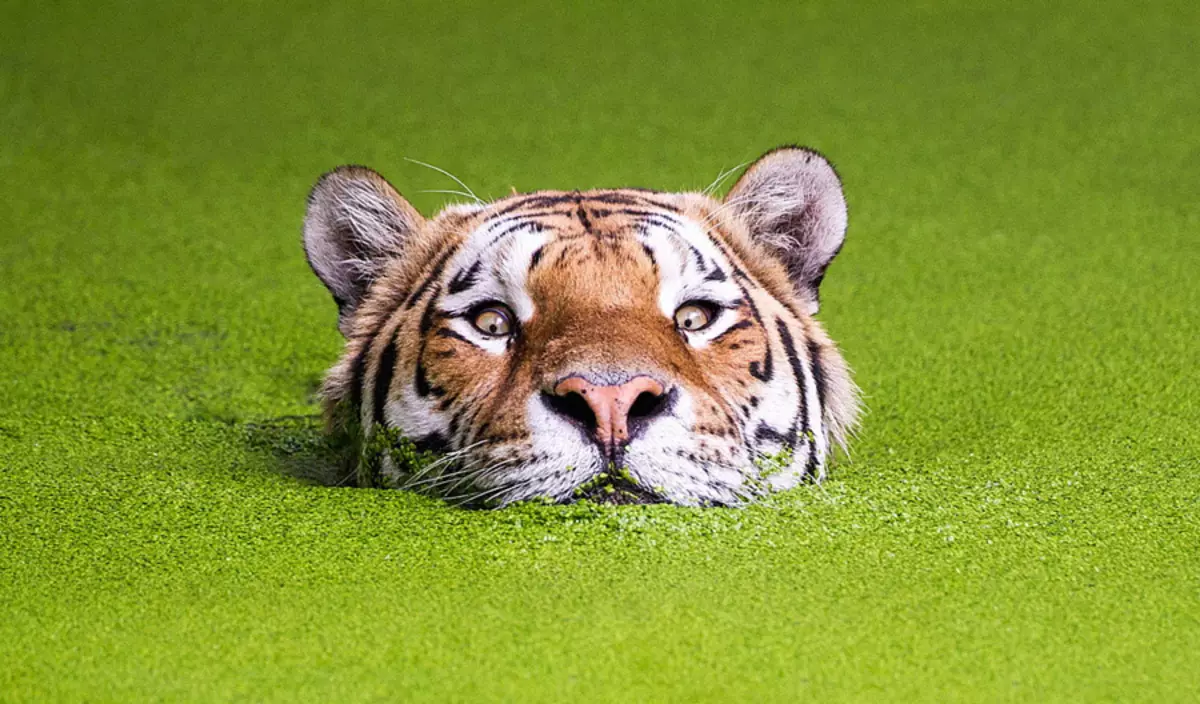 Tigers - Wild Animal Magnetism in 30 Stunning Photos 30