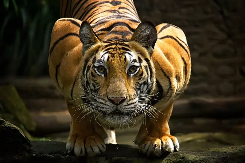 One of the most fascinating photocolties !!! Tiger 12134_5