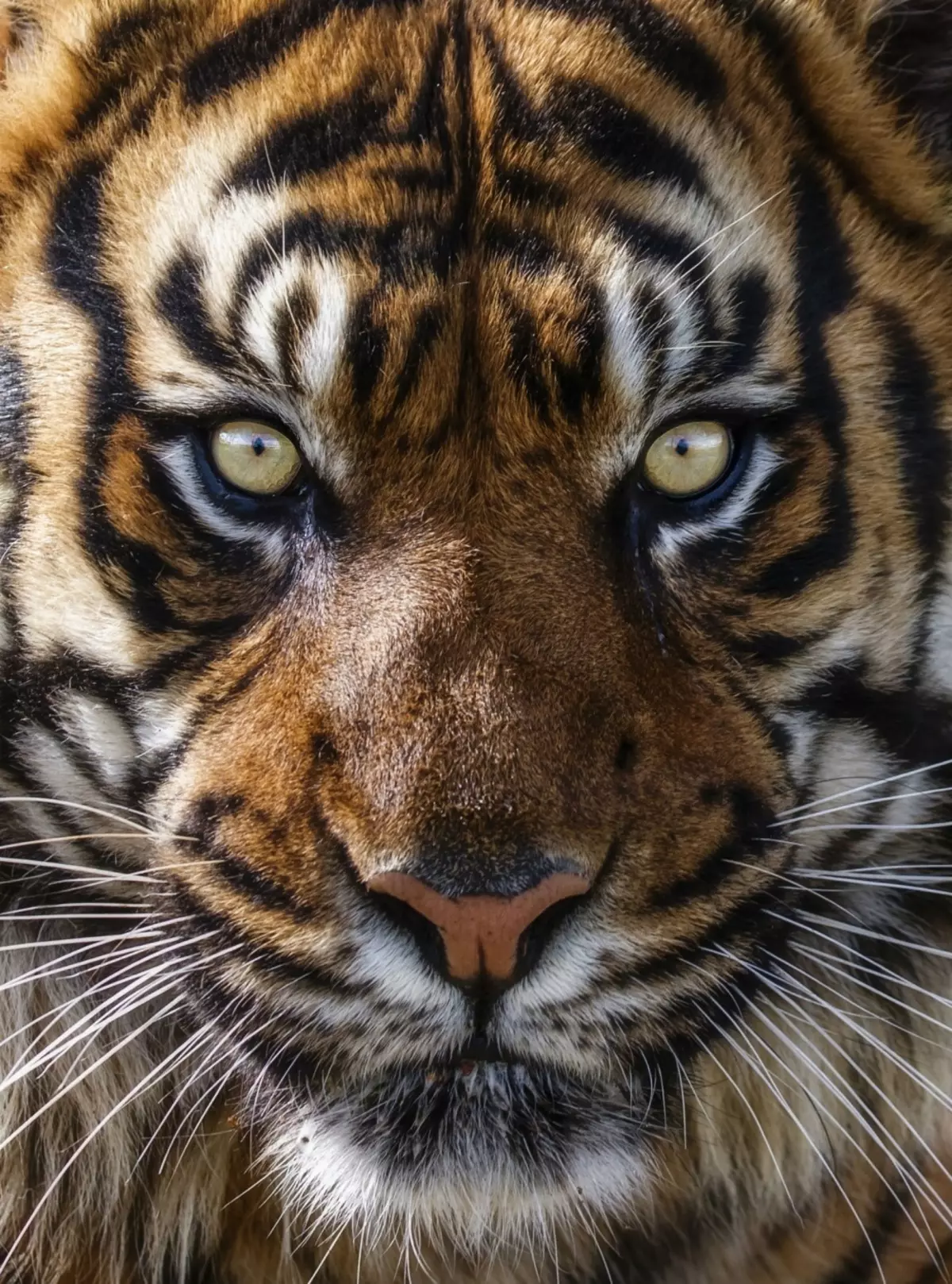 Bigcatphotos สหราชอาณาจักร Sumatran Tiger