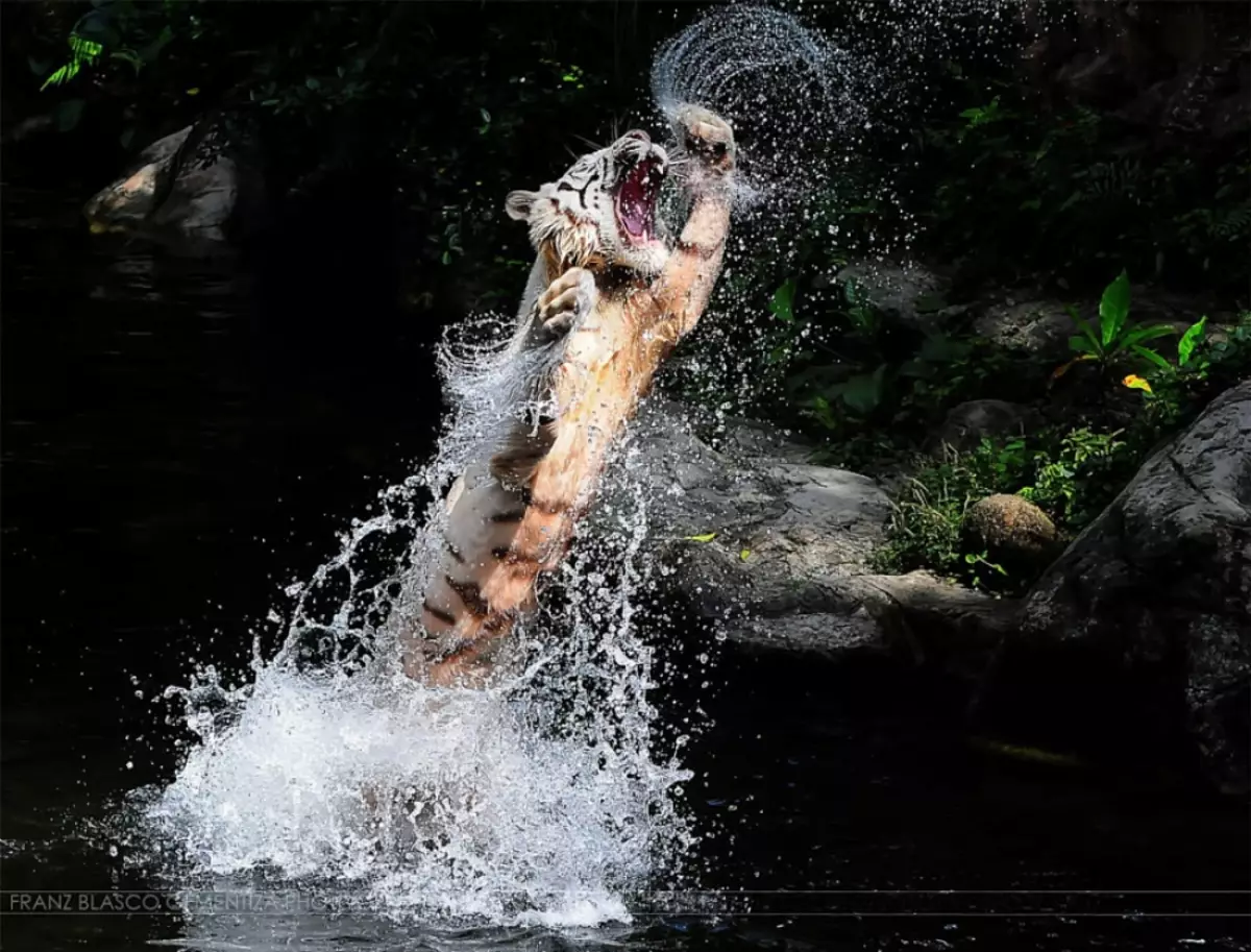 © Franz GenToter White Tiger White Tiger.