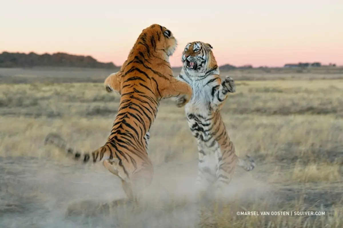 © Marsel Van Oosten argument pre územie.