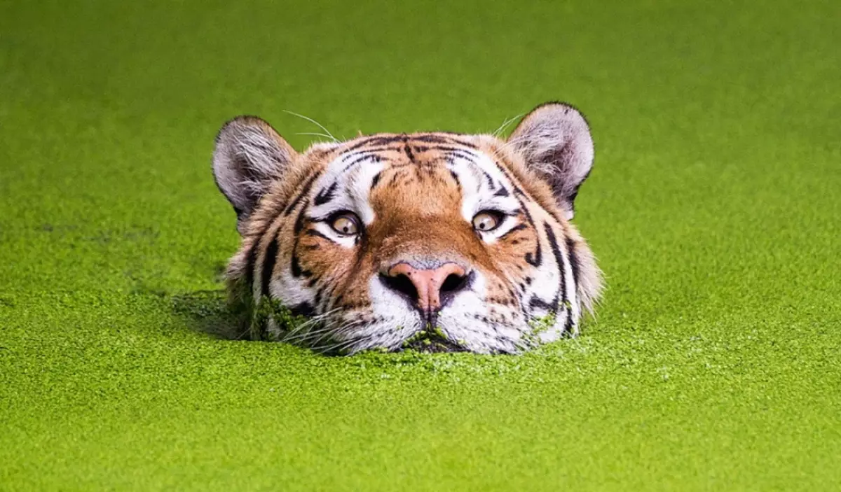 © Soren Nielsen Tiger เป็นสีเขียว ที่มา: Cameralabs