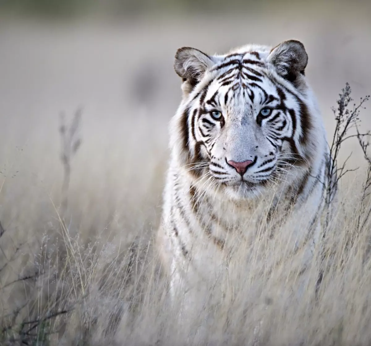 © Bridgena Barnard White Tiger