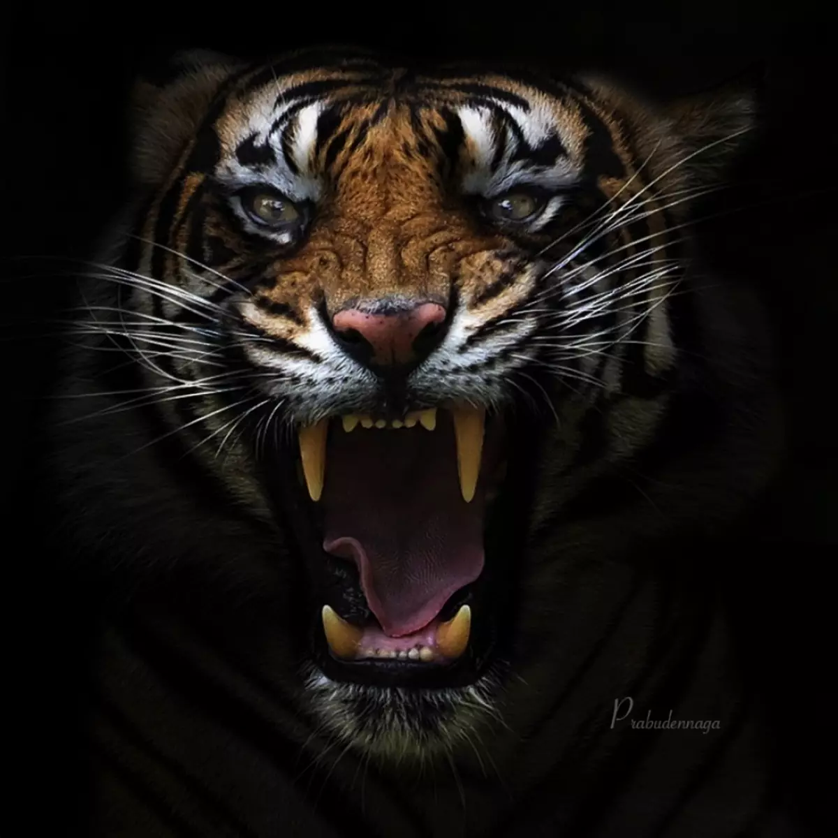 © Prabu Dennaga Rage