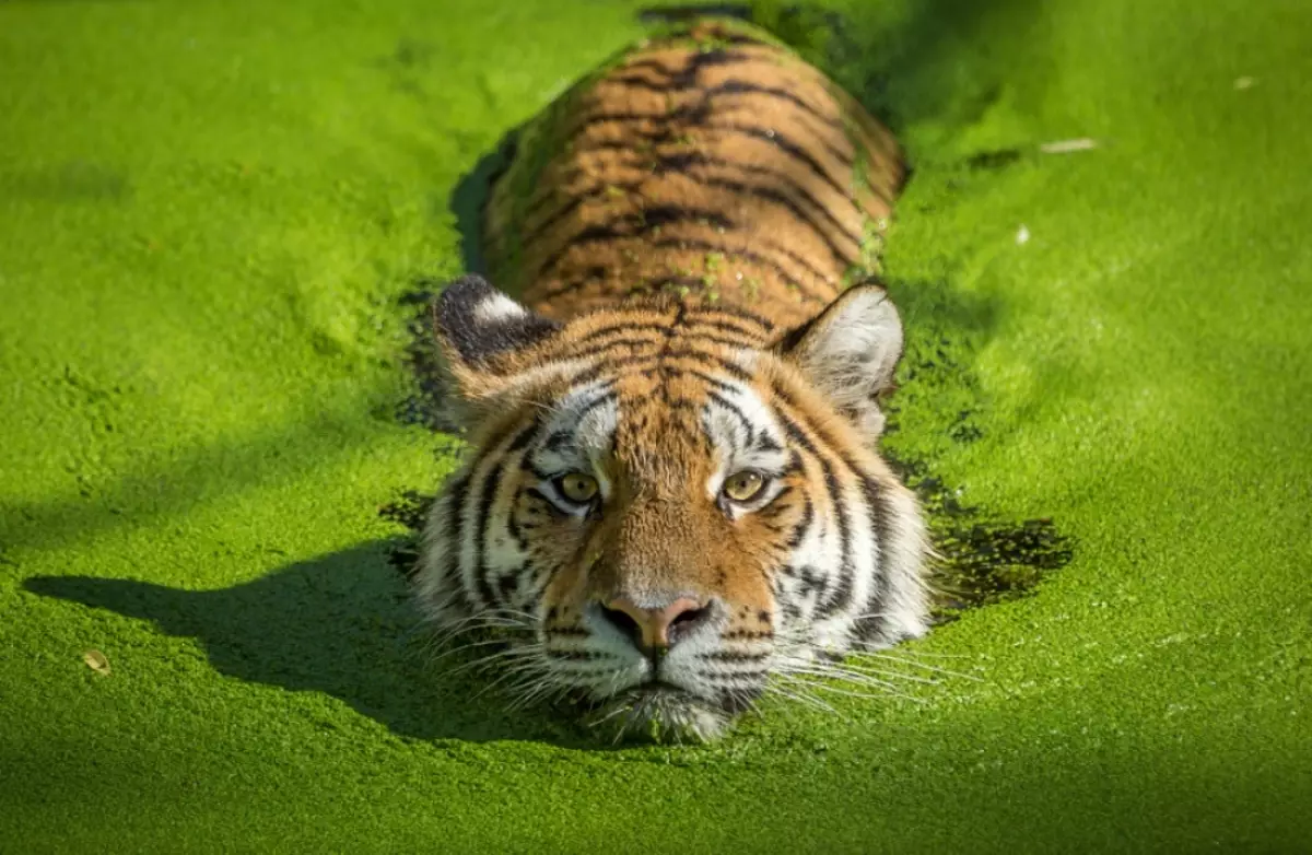 © Stig Otten Snow Tiger.