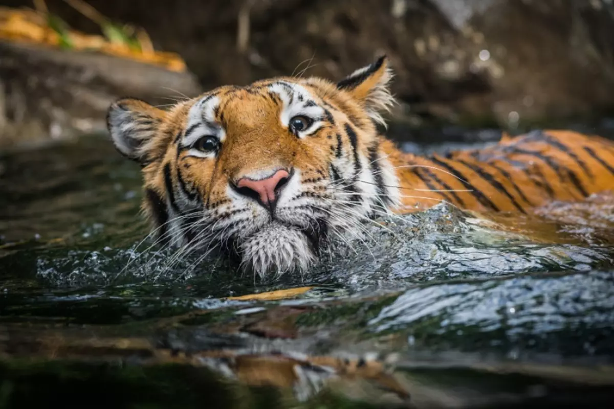 © Mike Colesnnikov tiger.