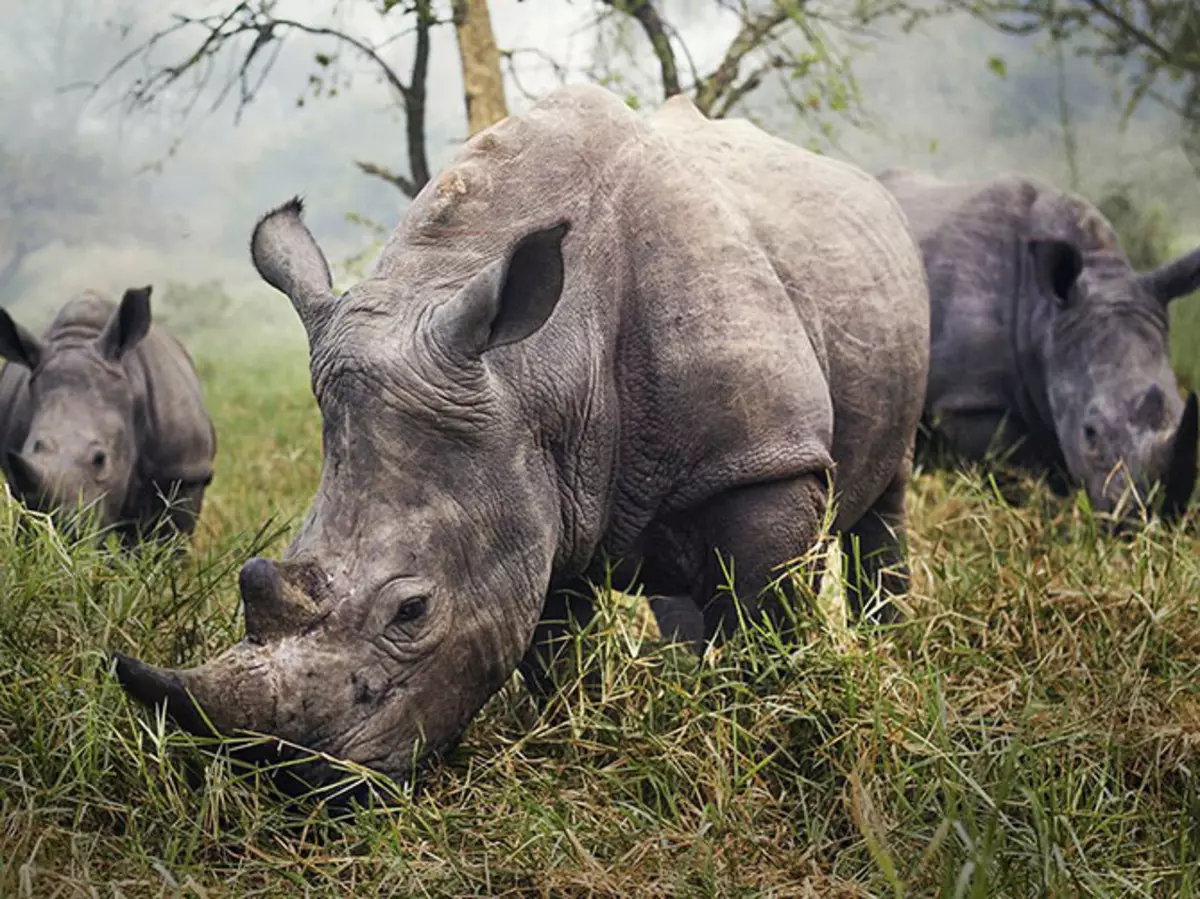 Ob'ektivda, 2015 yil iyulning National Geographic jurnalidan 2015 yilning eng yaxshi fotosuratlari 12224_6