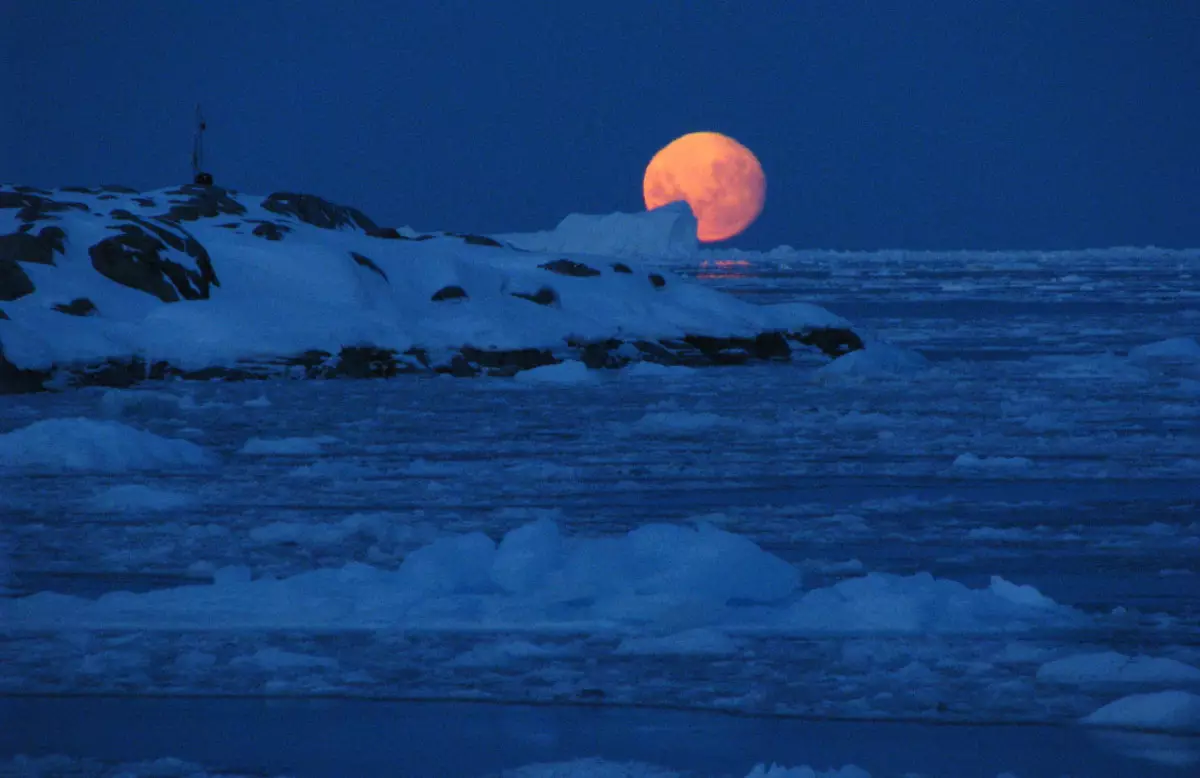 19. Mizere yochepetsitsa ya Adieli Penguins pa Cape Denison, Baywealth Bay, East Antarctica.