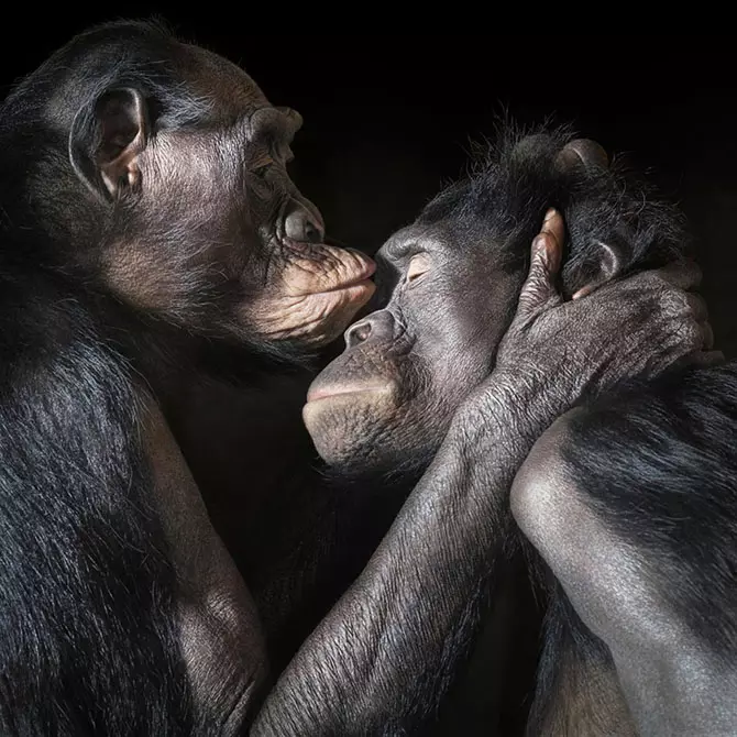 Fotografitë e kafshëve të kafshëve nga Tim Flach (Tim Flach) 12244_1